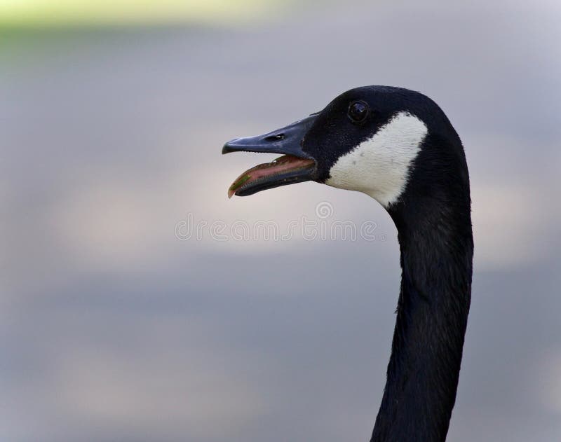 Picture with an Emotional Canada Goose Screaming Stock Image - Image of ...