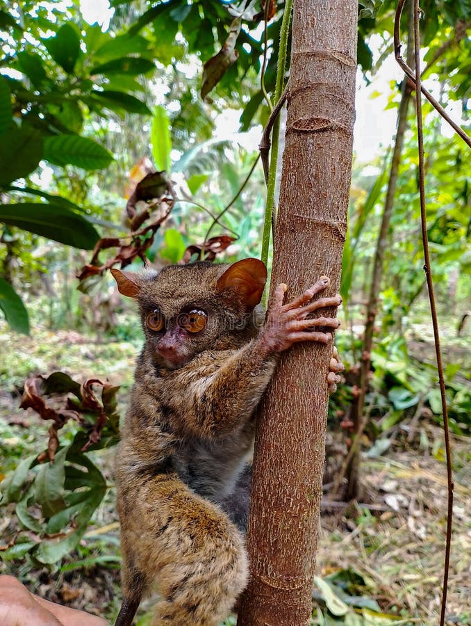 Photo of an Endemic Primate Animal Called Tarsius Stock Photo - Image ...