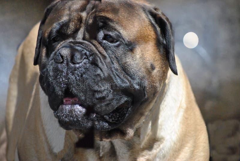 English Mastiff Dog. Side View Stock Image - Image of large, portrait ...
