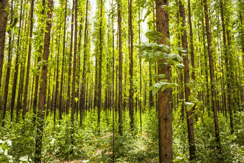Eucalyptus Forest Royalty Free Stock Photos - Image: 29927628