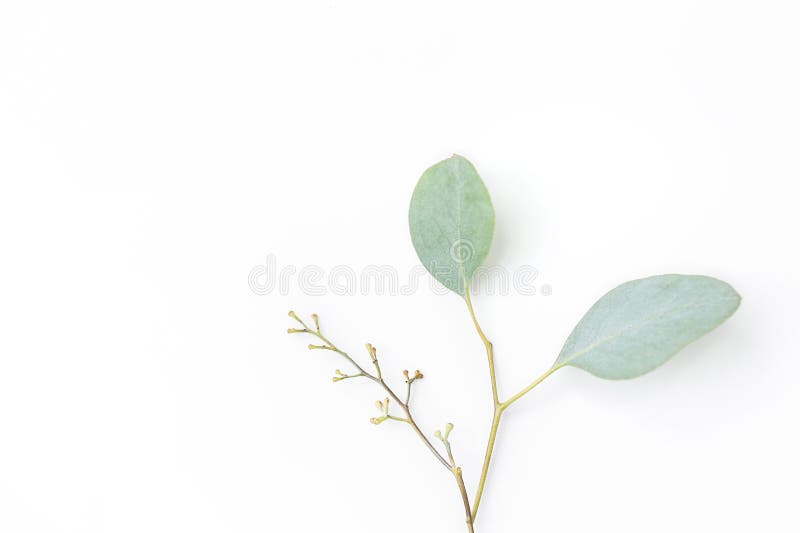 Simple Eucalyptus Pattern Background Stock Image - Image of garden ...