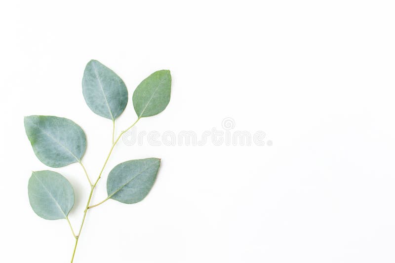Simple Eucalyptus Pattern Background Stock Image - Image of freshness ...