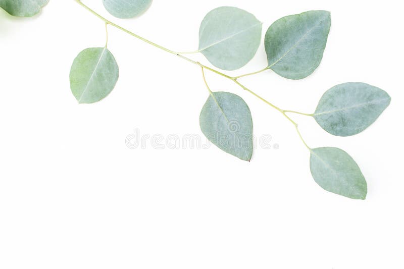 Simple Eucalyptus Pattern Background Stock Image - Image of foliage ...
