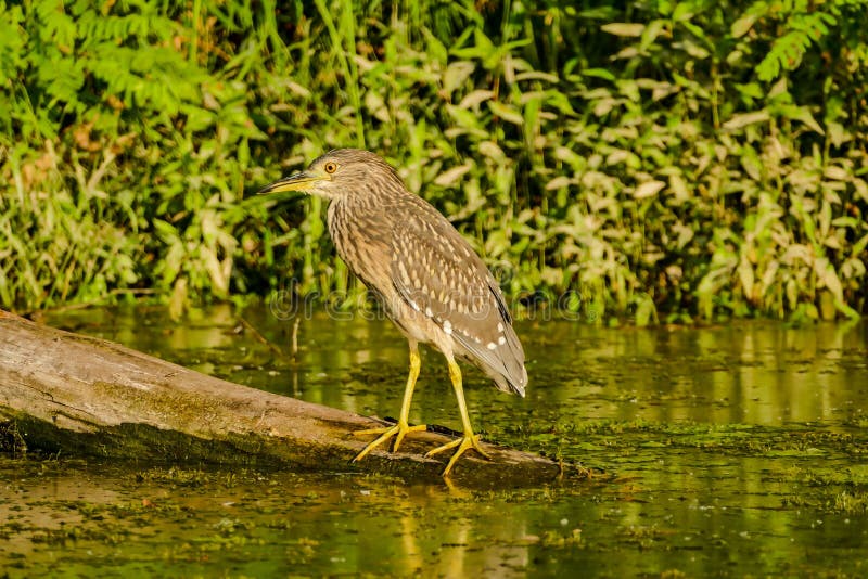 Eurasian Bittern Great Bittern Stock Image - Image of swamp, nature ...