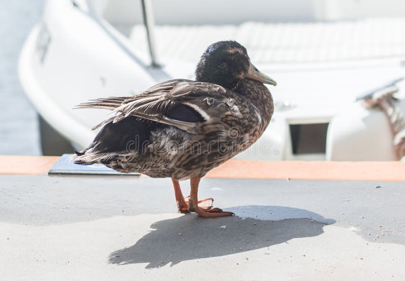 Photo of a European Mediterranean Duck Stock Photo - Image of close ...