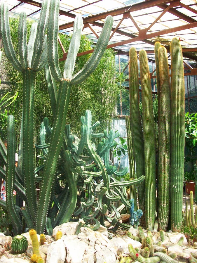 Photo of exotic cactus stock photo. Image of plant, high - 38174768