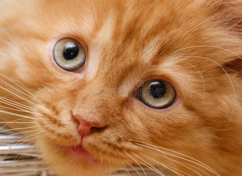 Photo of the Face of a Beautiful Ginger Cat Stock Photo - Image of ...