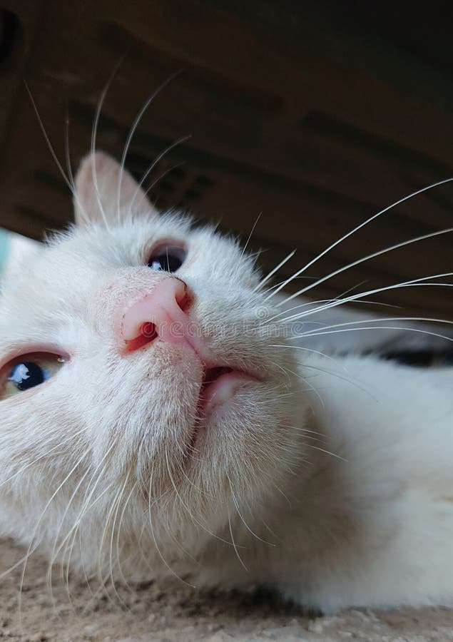 Photo of the Face of a White Cat that Has Just Woken Up Stock Image ...