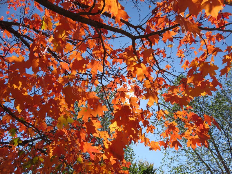 Fall Foliage in October stock image. Image of autumn - 161484723