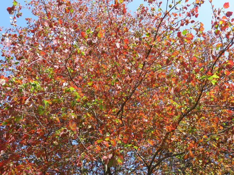 Turning Colors in September Stock Photo - Image of turning, branches ...