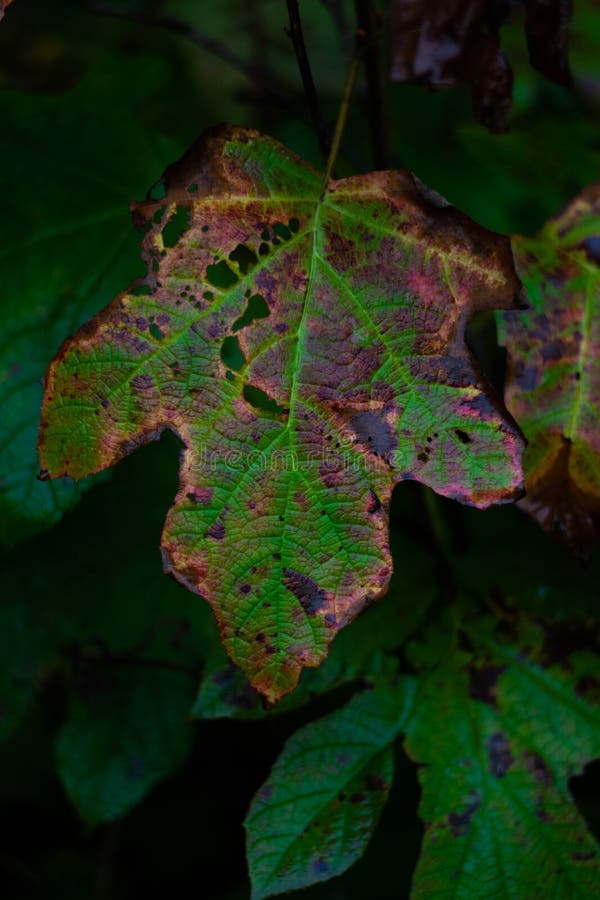 Close Up of Big Green Fall Leaf Stock Image - Image of fallbackground ...