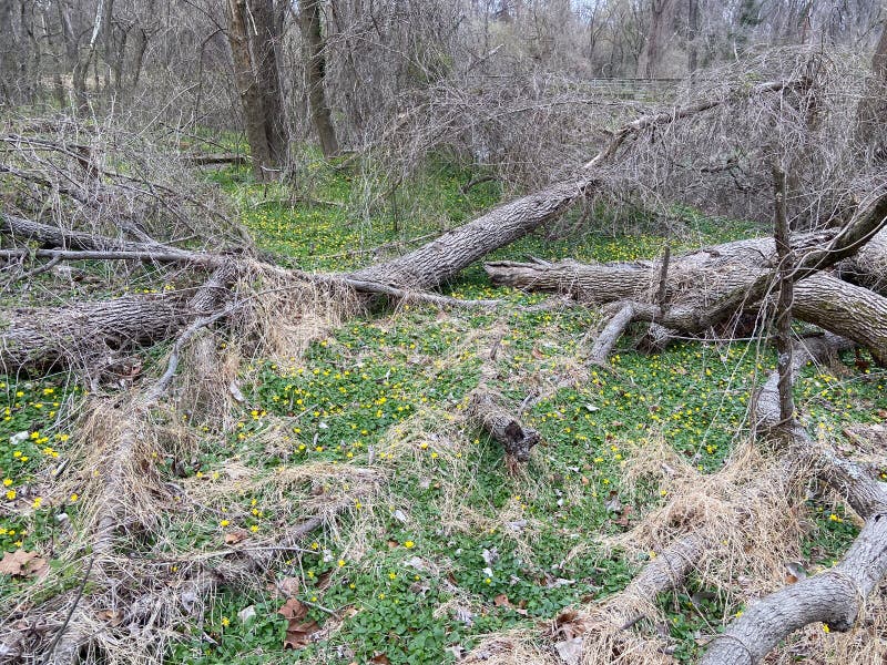 Fallen Debris in the Forest Stock Image - Image of logs, clouds: 244522971