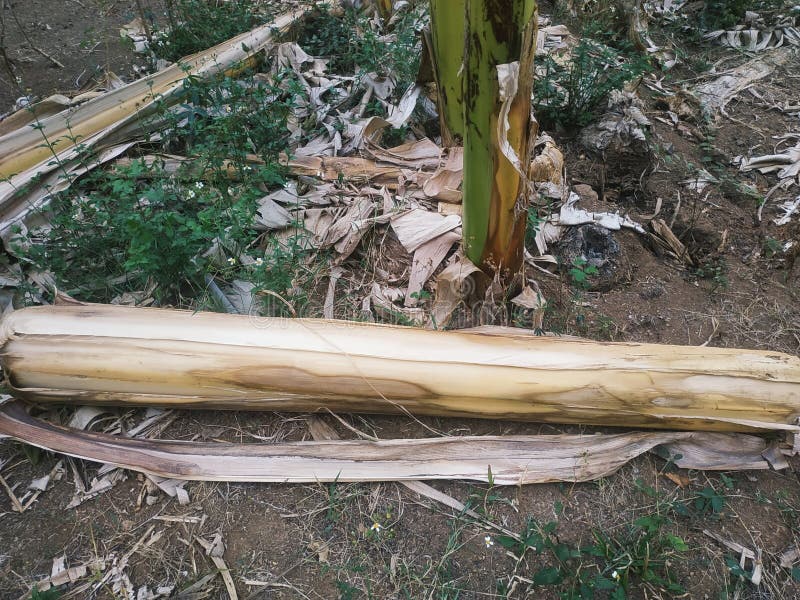 Photo of a Fallen Dry Banana Tree Trunk Stock Photo - Image of tree ...
