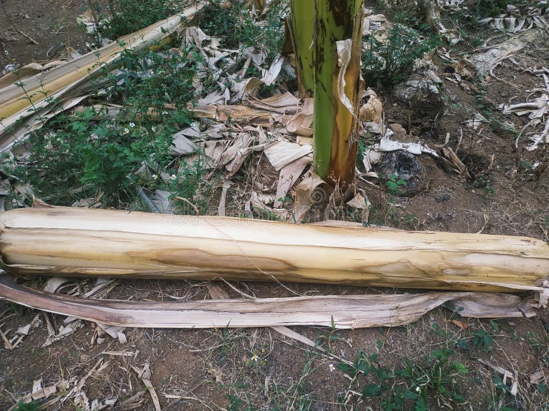 Photo of a Fallen Dry Banana Tree Trunk Stock Photo - Image of trunk ...