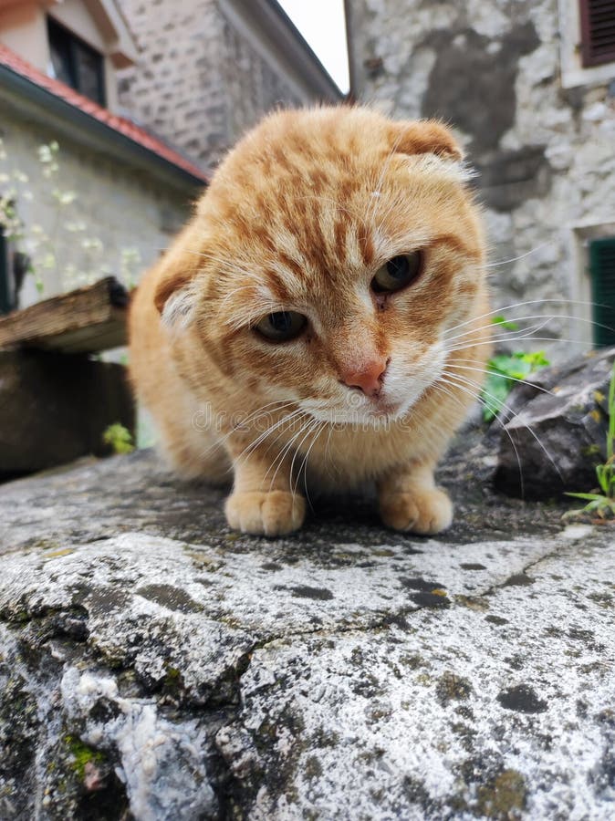 Curious Ginger Cat stock photo. Image of whiskers, kitten - 332398166