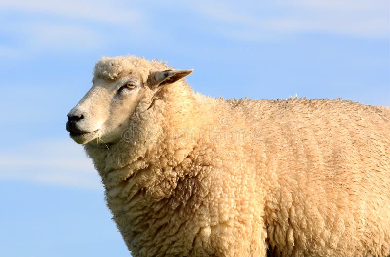 Photo of a Female Sheep in a Pasture. Stock Image - Image of animal ...