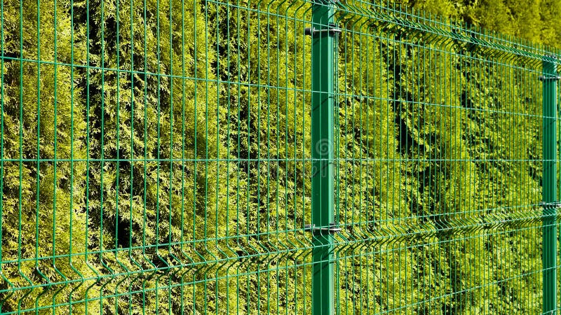 In the Photo, a Fence Made of 3d Mesh and Thuja Trees Planted in One ...