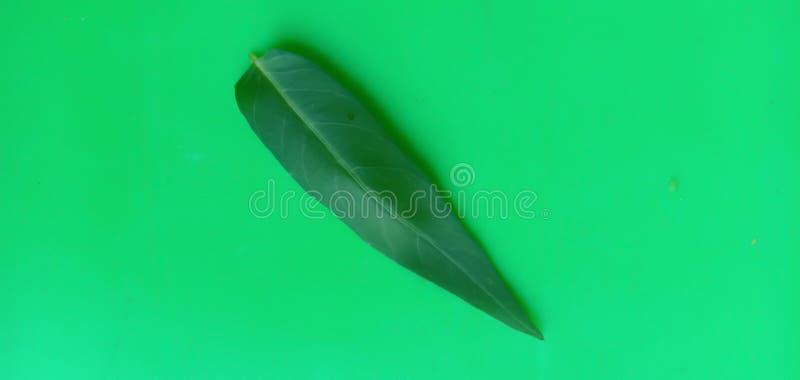 This is a Photo of a Few Leaves on a Green Background Stock Photo ...