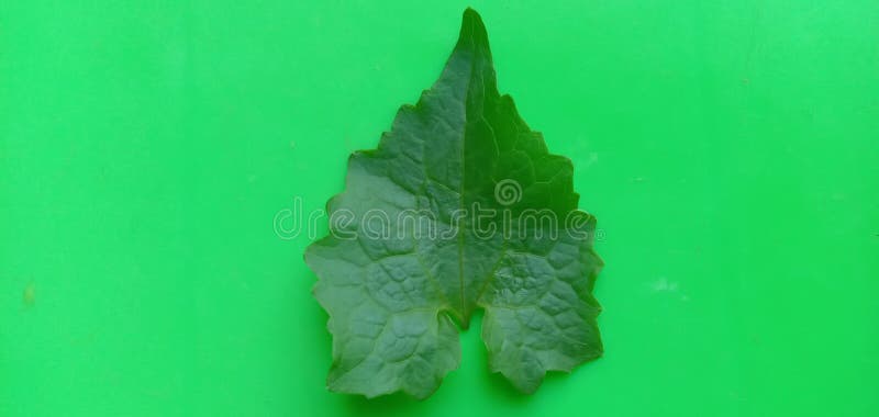 This is a Photo of a Few Leaves on a Green Background Stock Photo ...