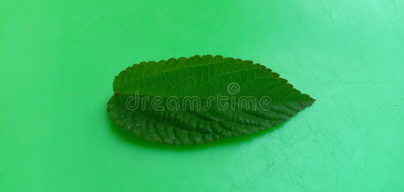 This is a Photo of a Few Leaves on a Green Background Stock Photo ...