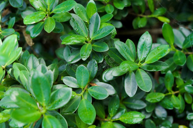 Photo of Ficus Microcarpa Panda Moraceae Stock Photo - Image of ...