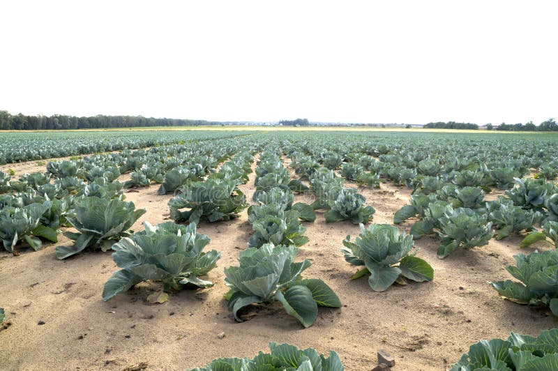 Field of cabbage stock photo. Image of cabbage, grow - 121308414
