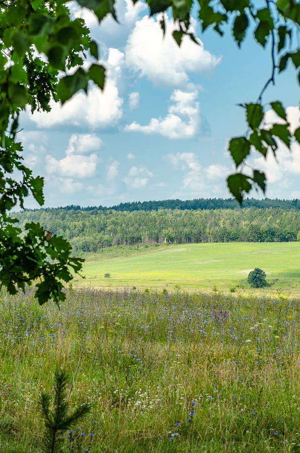 Photo of a Field with Trees in the Foreground Stock Image - Image of ...