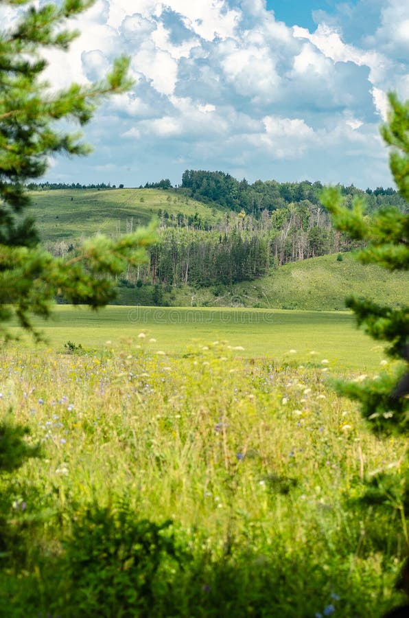Photo of a Field with Trees in the Foreground Stock Image - Image of ...