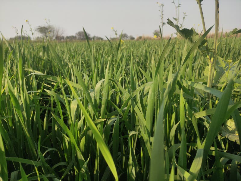 This Photo is of the Fields of India Stock Photo - Image of fields ...