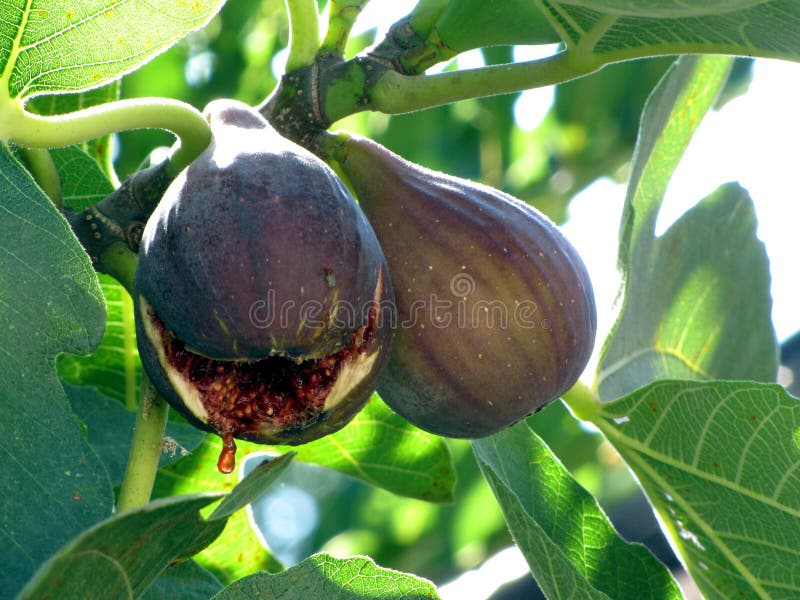 Fig fruits on a tree stock photo. Image of eating, garden - 121484160