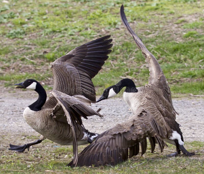121 Canada Fight Goose Stock Photos - Free & Royalty-Free Stock Photos ...