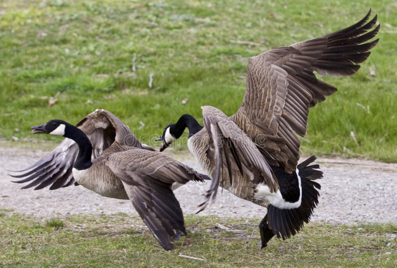 121 Canada Fight Goose Stock Photos - Free & Royalty-Free Stock Photos ...