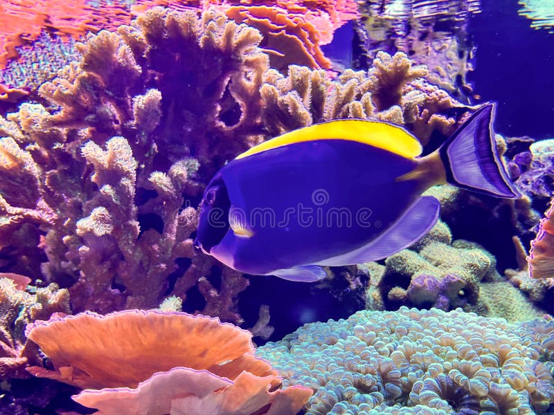 Photo of the Fish Acanthurus Leucosternon. Powder Blue Tang Stock Photo ...