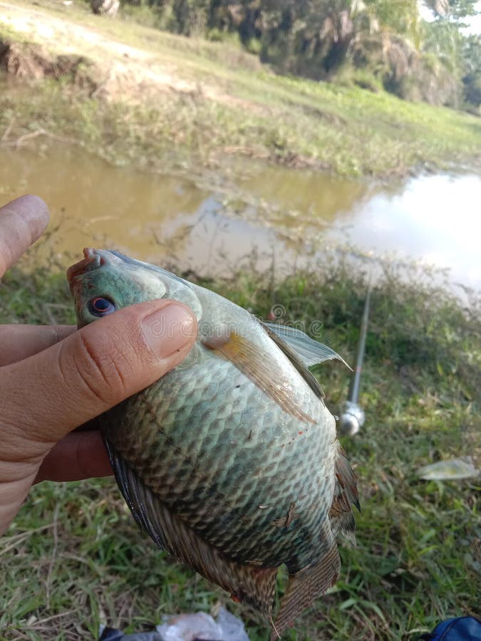 Photo of fish caught stock image. Image of fish, caught - 182514619