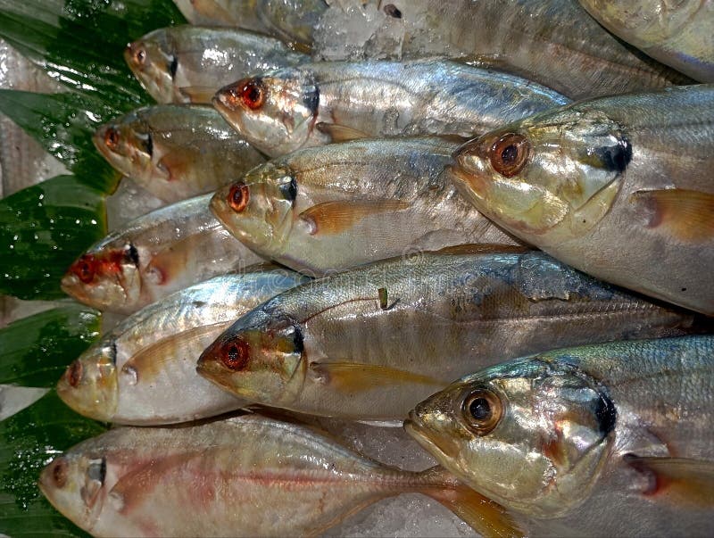 A Photo of Fish Display in a Supermarket with Ice Underneath To Keep ...