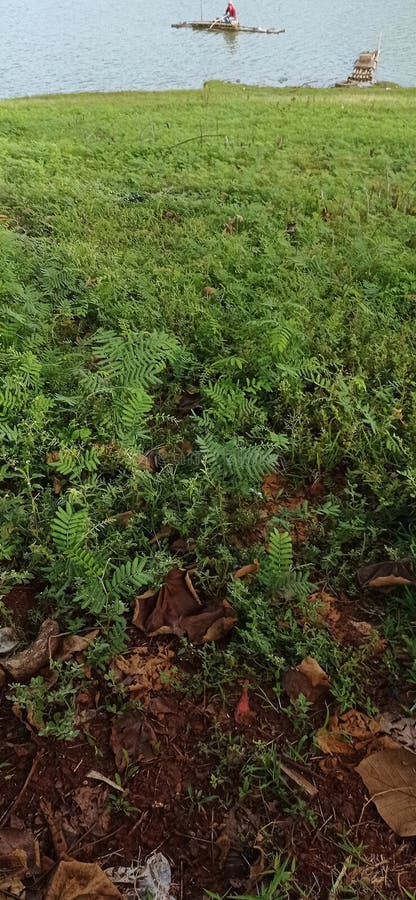 Photo of a Fisherman Grinding Fish Using Cukrik Stock Photo - Image of ...