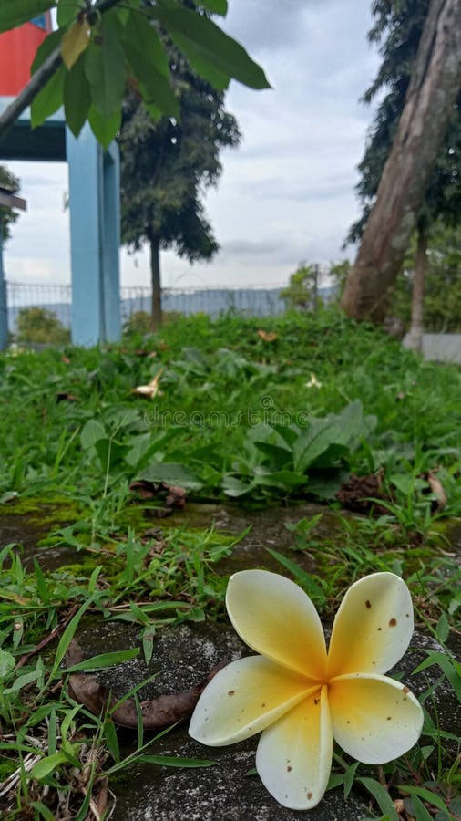 A Photo of a Flower Falling Down with a View from a High Mountain Stock ...