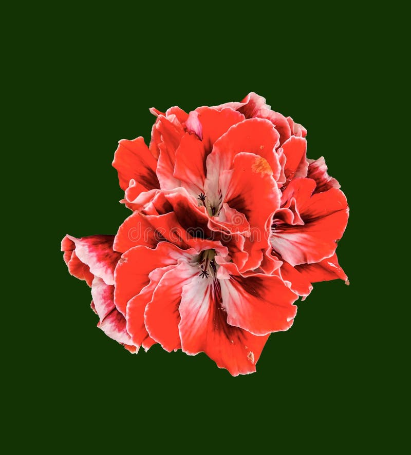 Photo flower, isolate stock photo. Image of design, blossom - 237697878