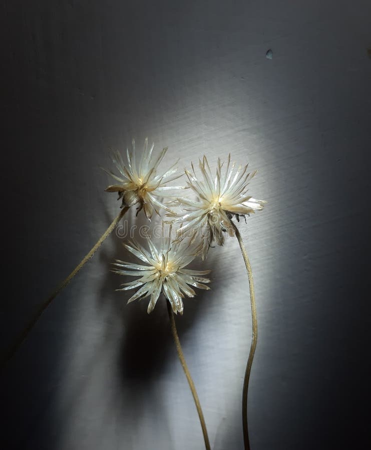 Flowers and it& X27;s Shadow Stock Image - Image of decorating ...