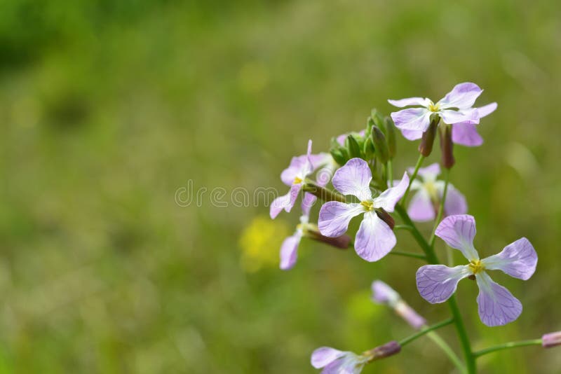 Flower of Wild Japanese Radish Stock Photo - Image of natural, beauty ...