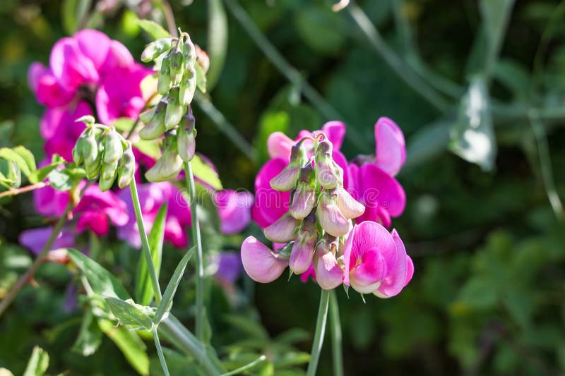 Photo Flowering of Decorative Peas Closeup Outdoors Stock Image - Image ...