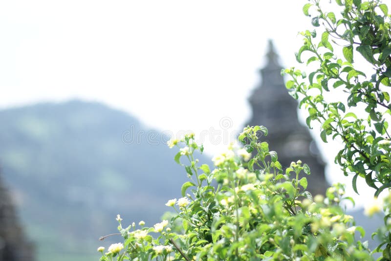 Arjuna temple stock photo. Image of arjuna, leaf, flower - 252337662