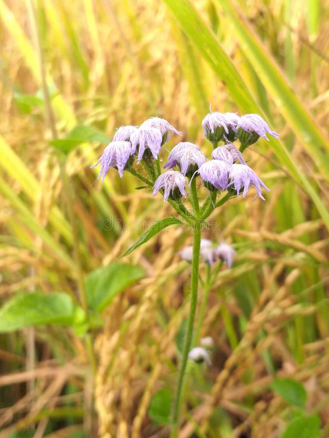 Photo of Flowers Growing in Rice Fields Stock Image - Image of plant ...