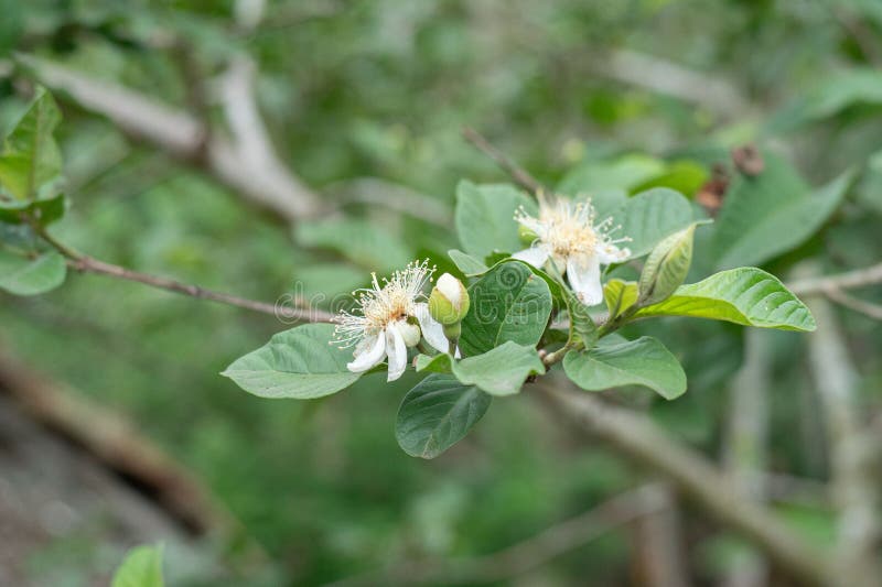 Photo of Flowers from Guava Fruit Trees Stock Photo - Image of guava ...