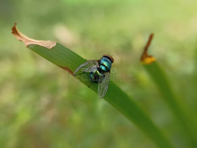 Photo of a Fly Chrysomya Megacephala on the Green Leaves in the Garden ...