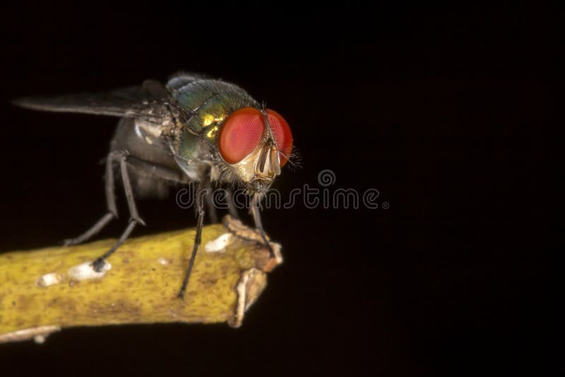 Fly Red Eyes Extreme Closeup Photo - Fly Red Eyes Macro Photo Stock ...