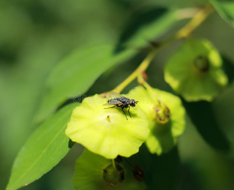 Photo Fly on the Seed of Christ Thorn Paliurus Stock Photo - Image of ...