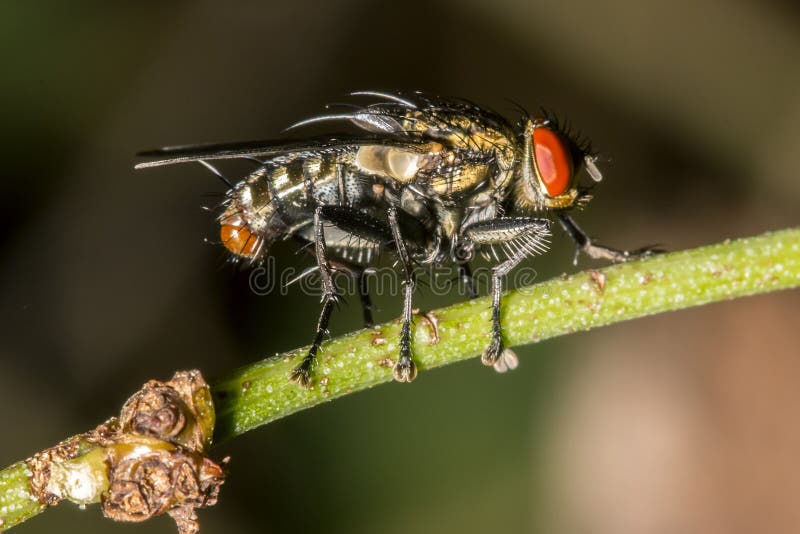 Fly on stem close up stock photo. Image of color, outdoor - 111068138