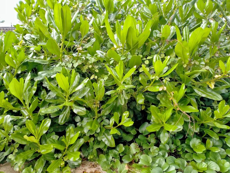 Photo of Foliage Growing by the Beach Stock Photo - Image of blossom ...