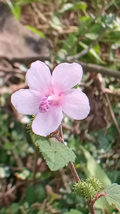 Photo of Forest Flowers Deep in the Forest Stock Photo - Image of ...